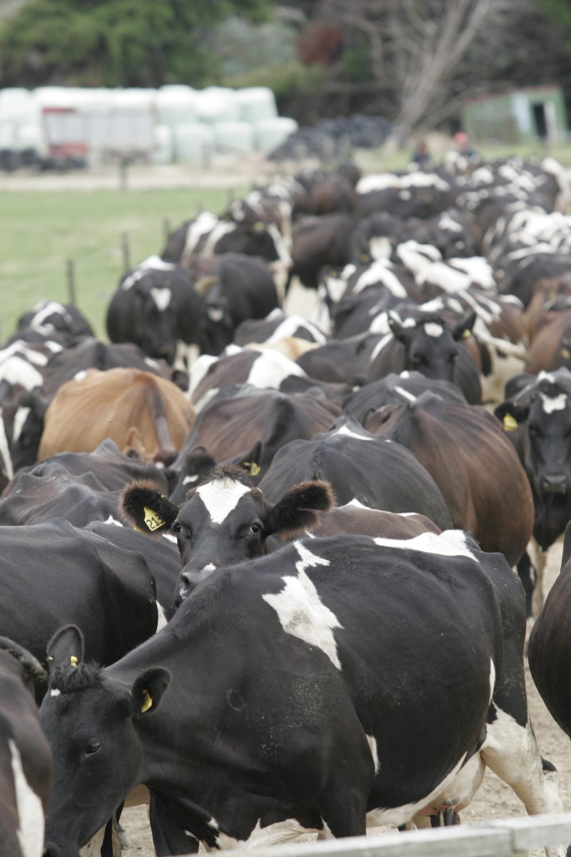 Metrichecking - Why Bother? - Northland Veterinary Group