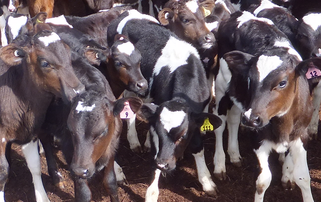 Disbudding Calves - Northland Veterinary Group