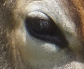 Left Displaced Abomasum (LDA) In Dairy Cows - Northland Veterinary Group